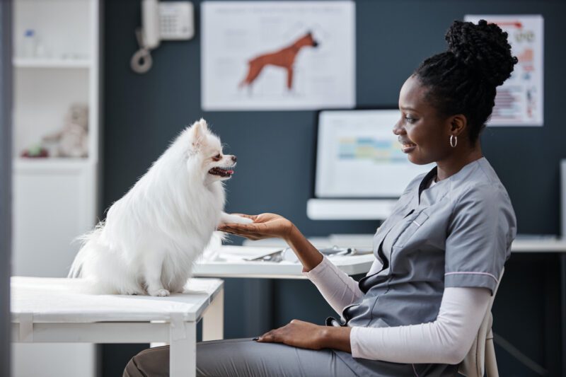 Virtual Assistant for Pet Industry: Pet Groomers, Pet Sitters, Etc.